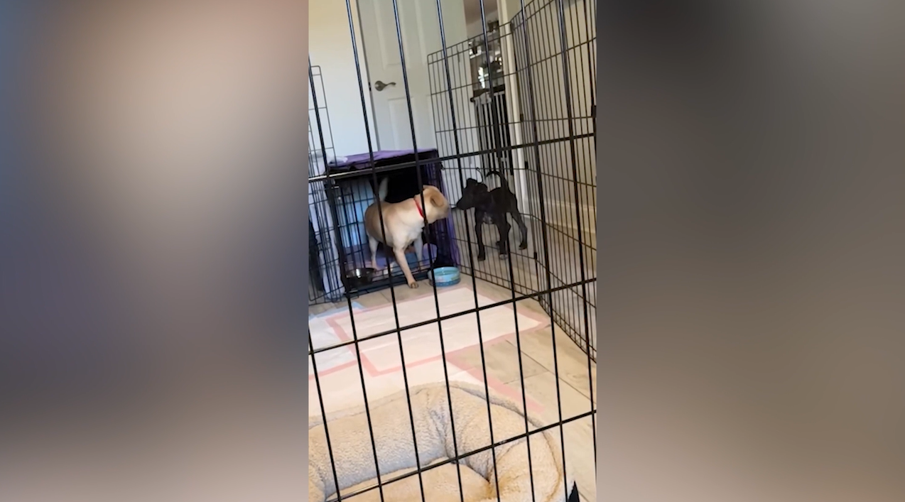 Amazing Moment 'Fearful' Dog Meets Other Foster