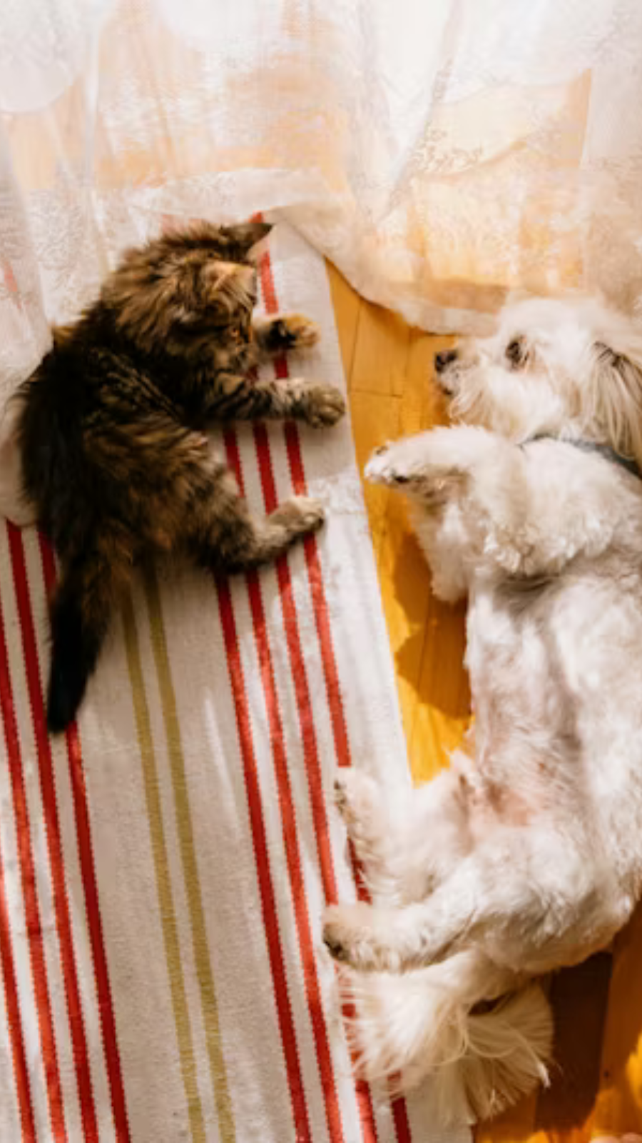 Can animals think like us? 8 mind-blowing examples for curious students