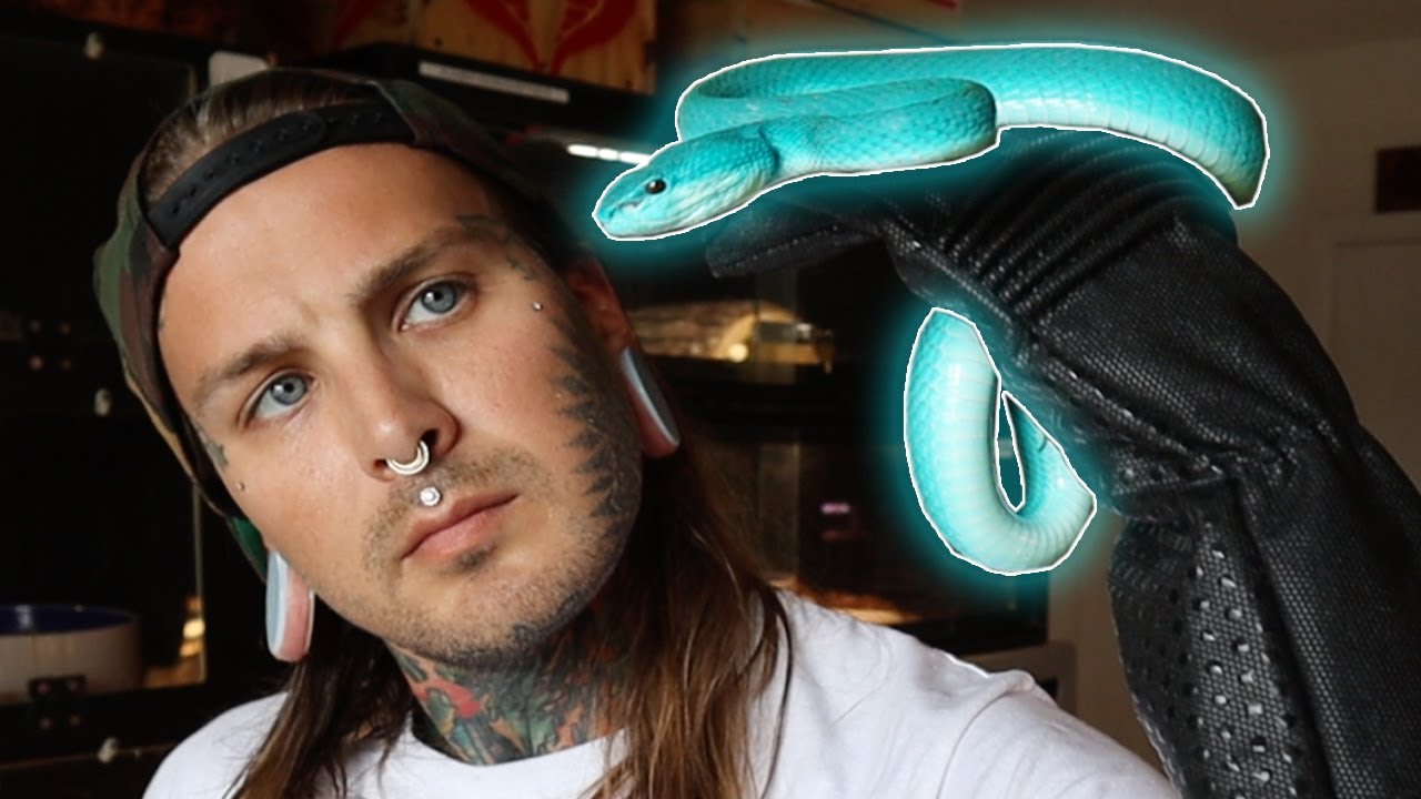 Bright Blue Komodo Island Pit Viper! | Tyler Nolan