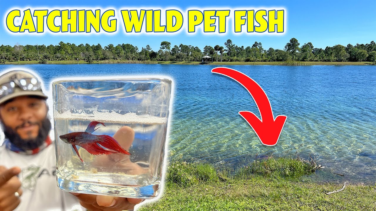 Catching Wild Fish for a Home Aquarium with Monster Mike!