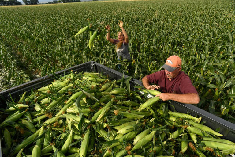 ‘Ear’ they come: When, where Colorado Olathe Sweet Corn will be ...