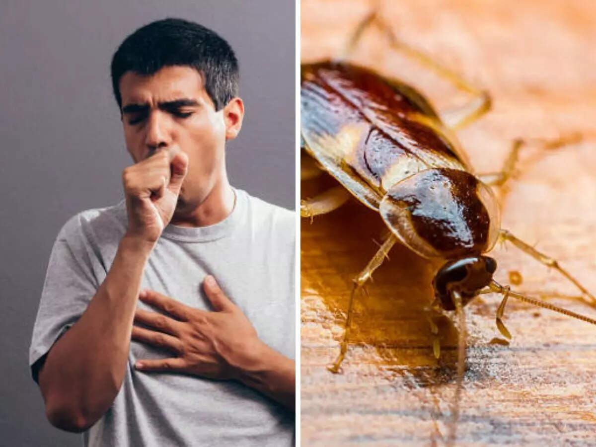 Top doctor warns against 3 cockroach-transmitted diseases. Here are ...
