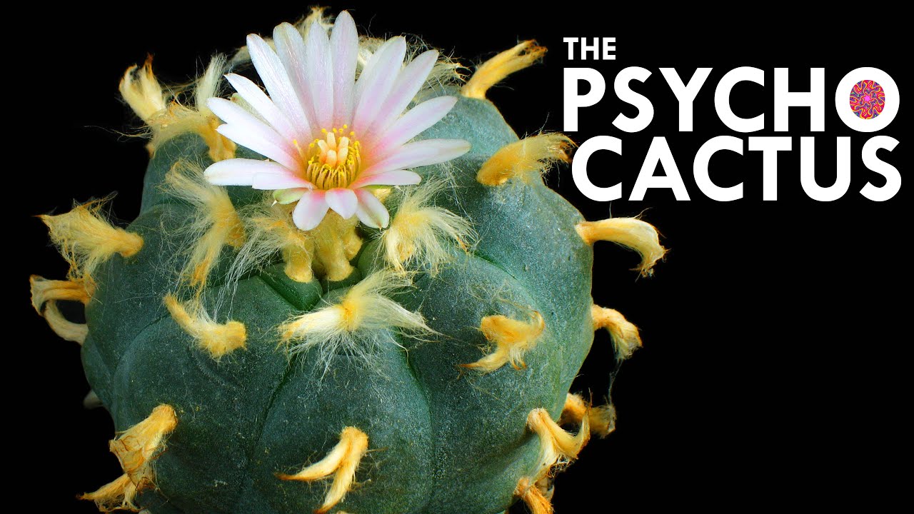 Peyote: The Cactus with Psychedelic Defenses