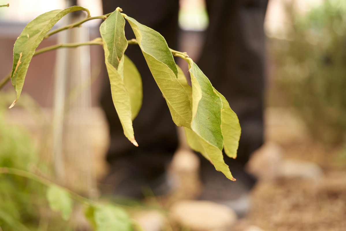 You Might Be Killing Your Plants With Kindness—These Are the Most ...