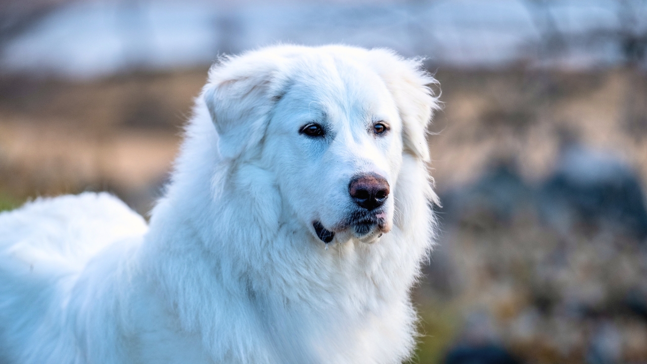 The Best Livestock Guardian Animals