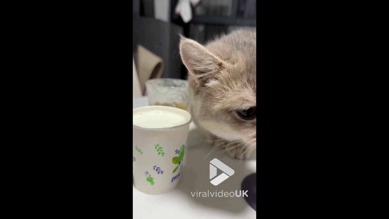 VV4982 Determined kitten hilariously battles for milk