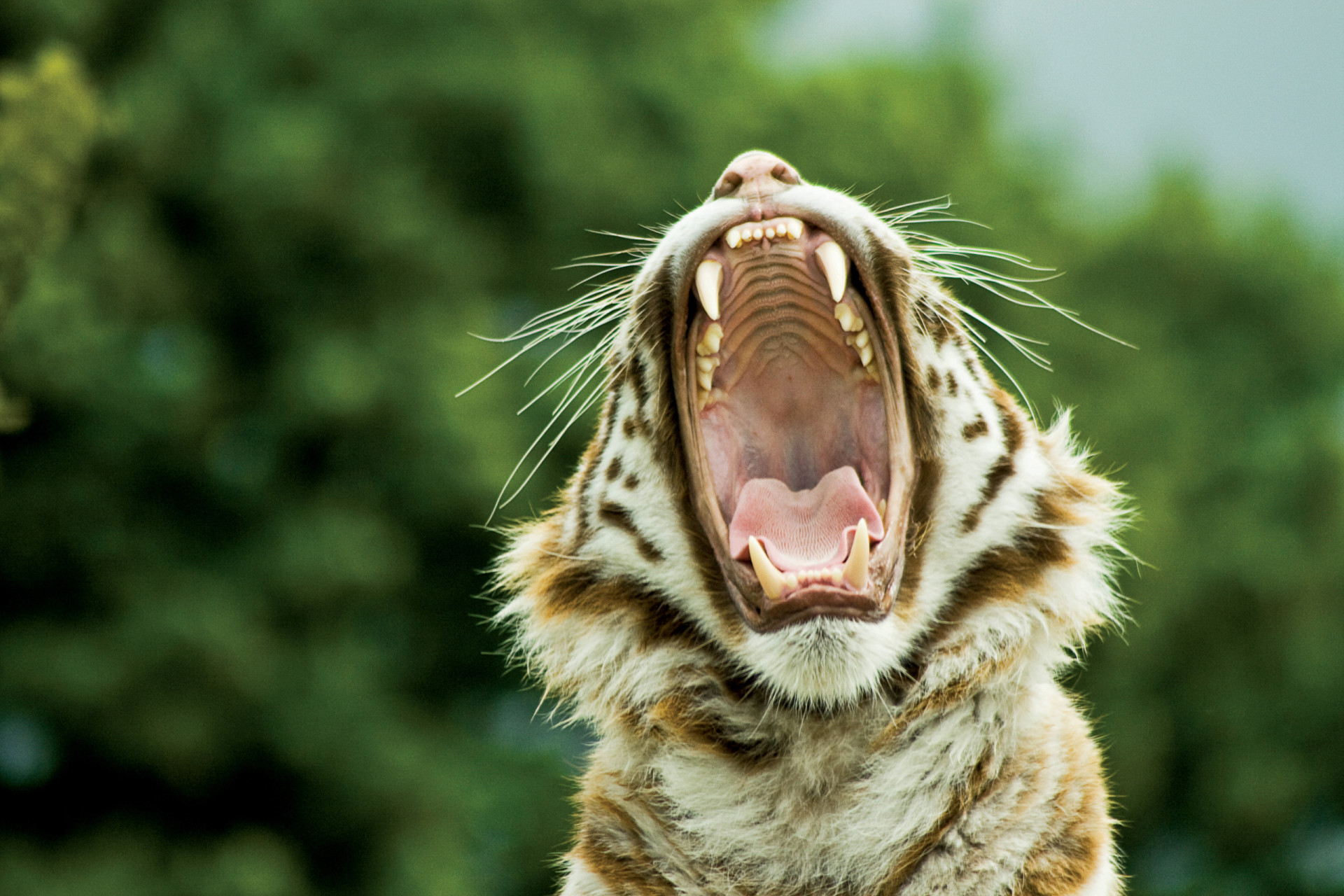 When humans clashed with animals