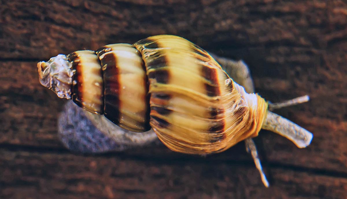 Why Are They Called Assassin Snails?