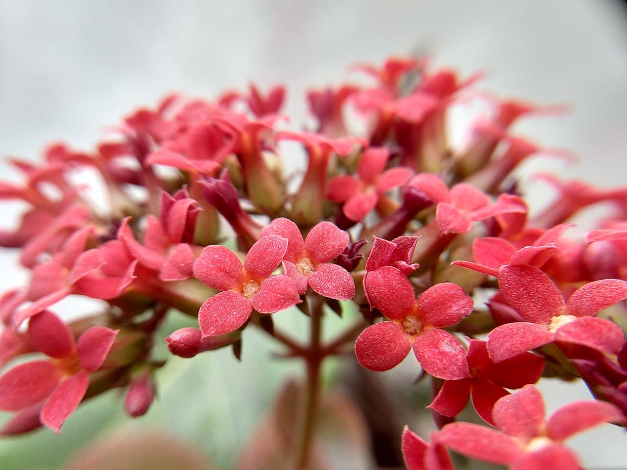 Cómo lograr que brote la flor del kalanchoe: guía completa y avanzada