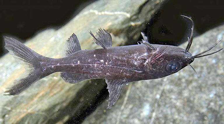 6 Things to Know About Keeping Upside-Down Catfish