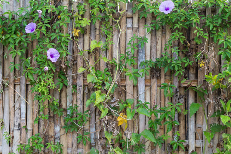 What Should You Do If Your Neighbor's Vines Are Creeping Into Your Yard?