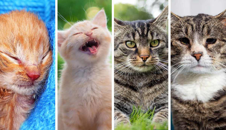 Breaking Down the Four Life Stages of a Cat