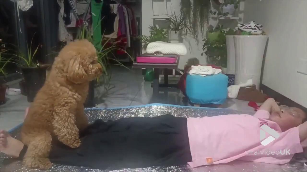 VV4981 Dog becomes owners personal trainer