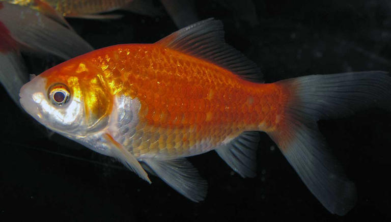 Do Aquarium Fish Make Noise?