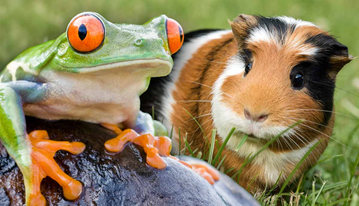 8 Amazing Animals That Shed Their Skin