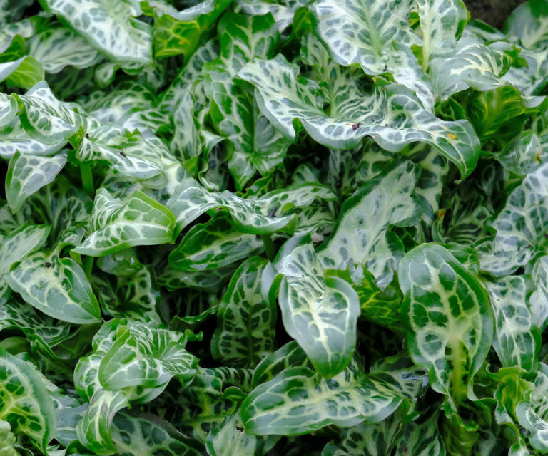 These invasive ground covers became a planting nightmare – 5 species I ...