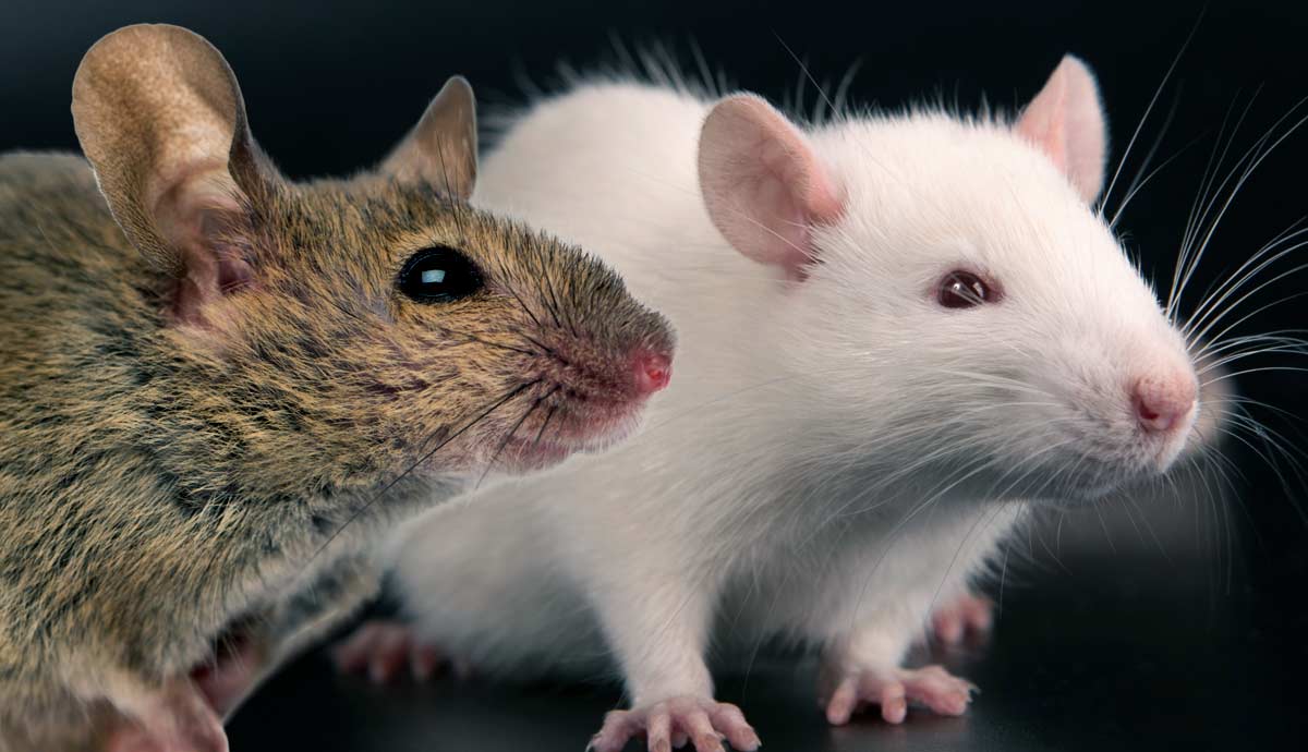 Mouse vs. Rat: Which One Makes a Better Pet?