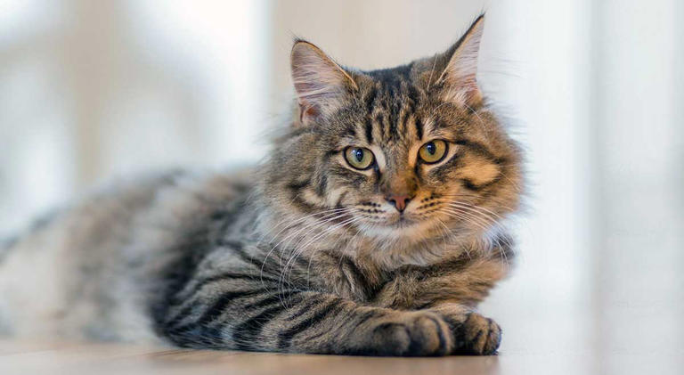 Breaking Down the Four Life Stages of a Cat