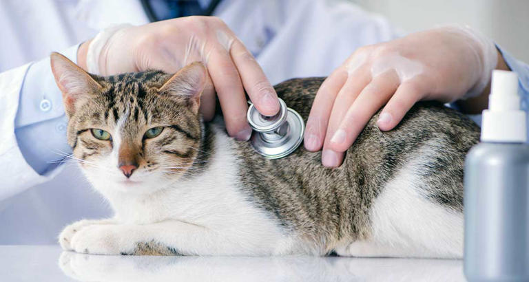 Breaking Down the Four Life Stages of a Cat