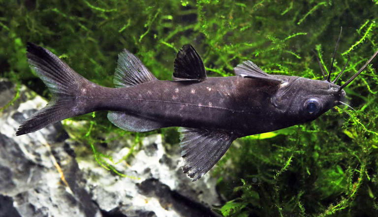 6 Things to Know About Keeping Upside-Down Catfish