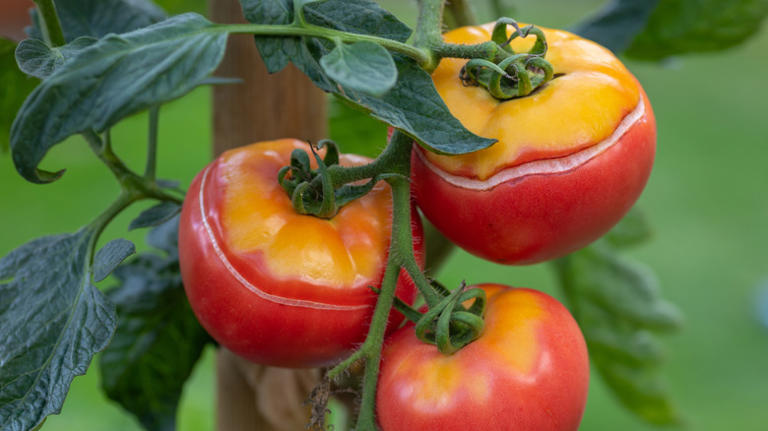 Say Goodbye To Splitting Tomatoes With The Easiest Solution Of All