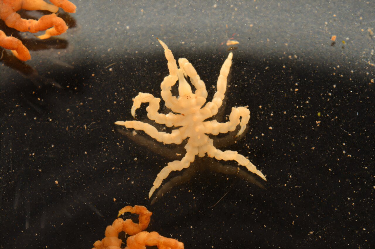 Meet the 'weird' sea spider that's mapping the evolution of eight ...