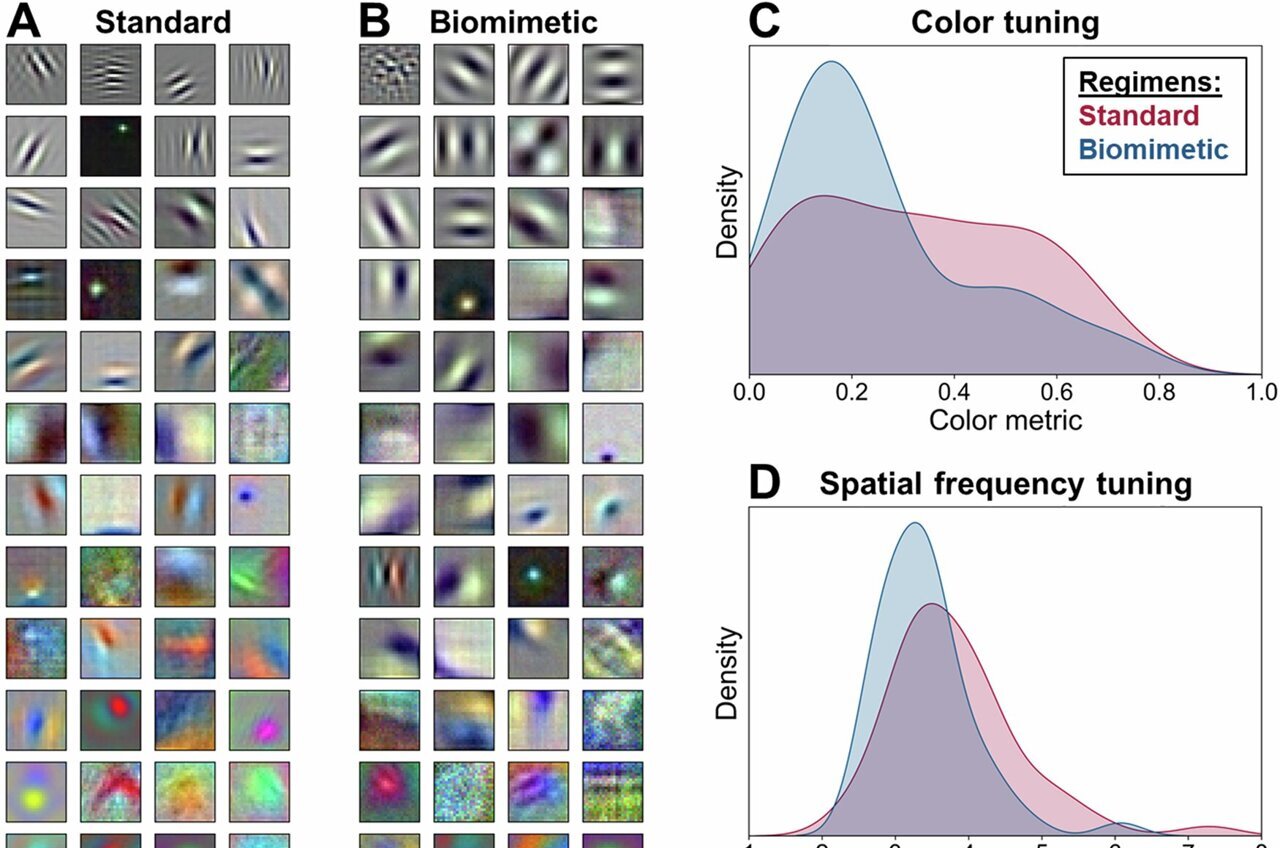 Babies' poor vision may help organize visual brain pathways