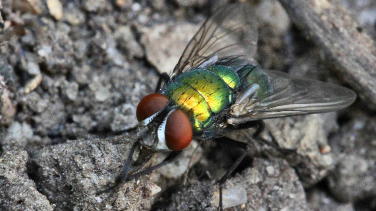 U.S. plans to drop millions of flies over Texas and Mexico to fight ...