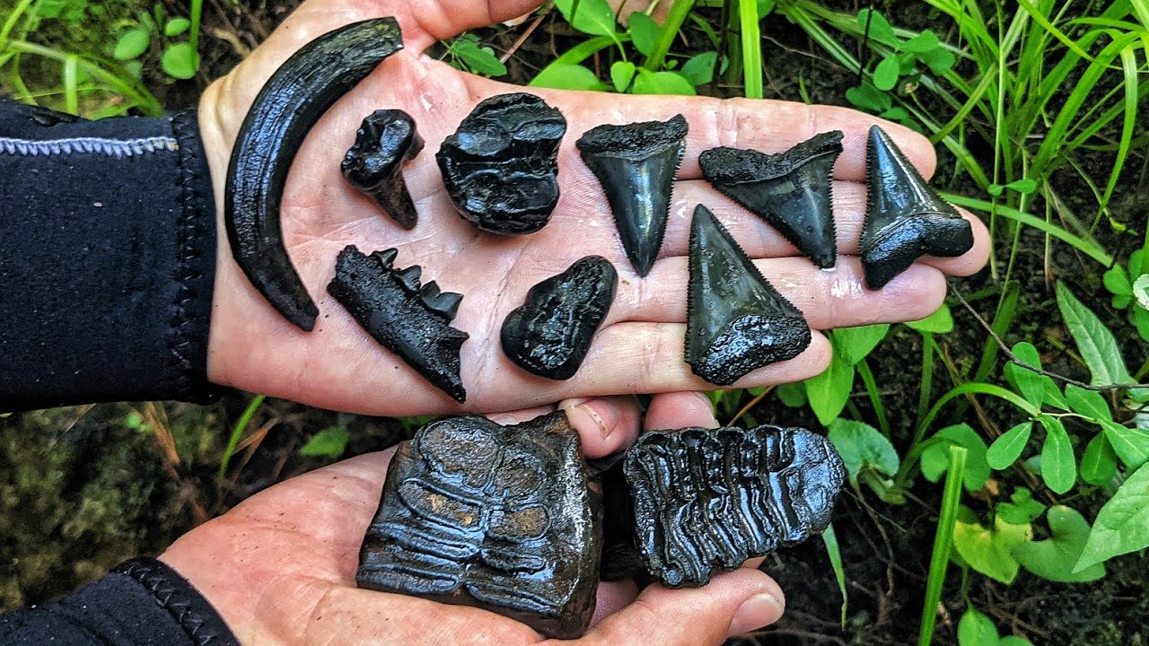 HOW DID THIS HAPPEN?! We Found the Remains of Prehistoric Predators and ...