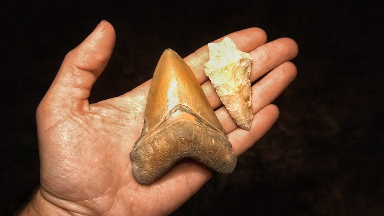 Fossil Shark Teeth, Ancient Artifacts, & Exploration!