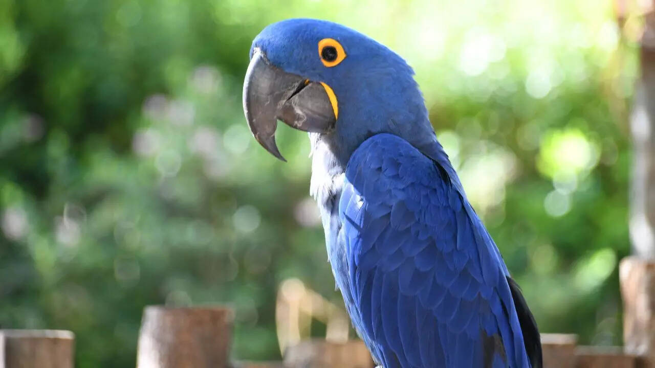 5 most expensive pet birds in the world