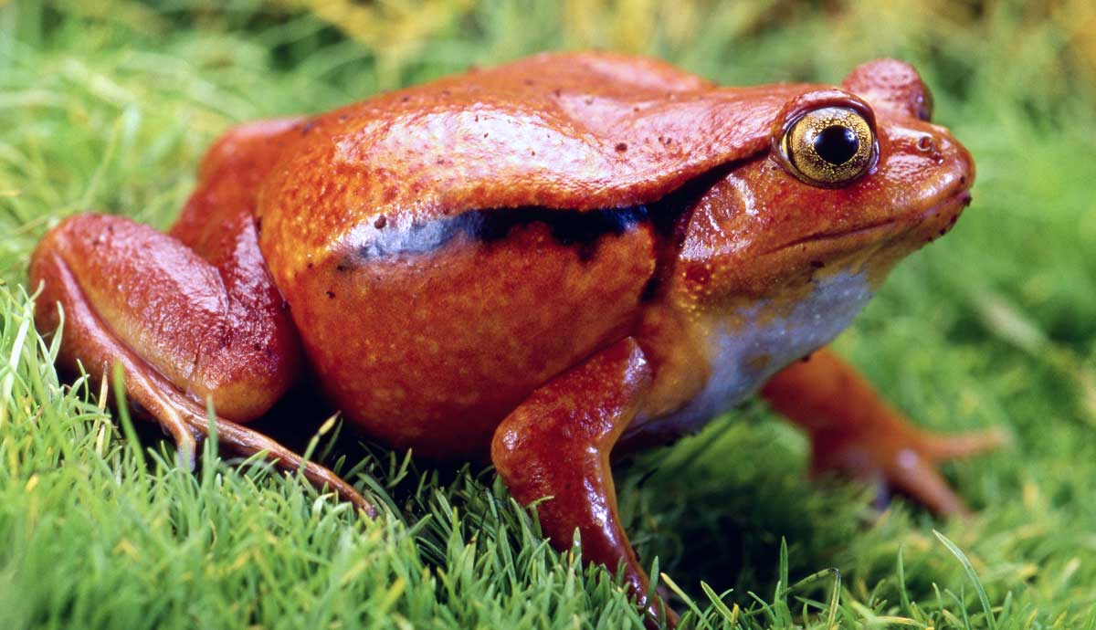 Are Tomato Frogs Good Pets for Beginner Amphibian Keepers?