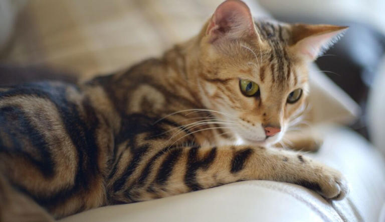 Bengal Cat Coat Patterns: Understanding Marble, Silver, Snow, and Black ...