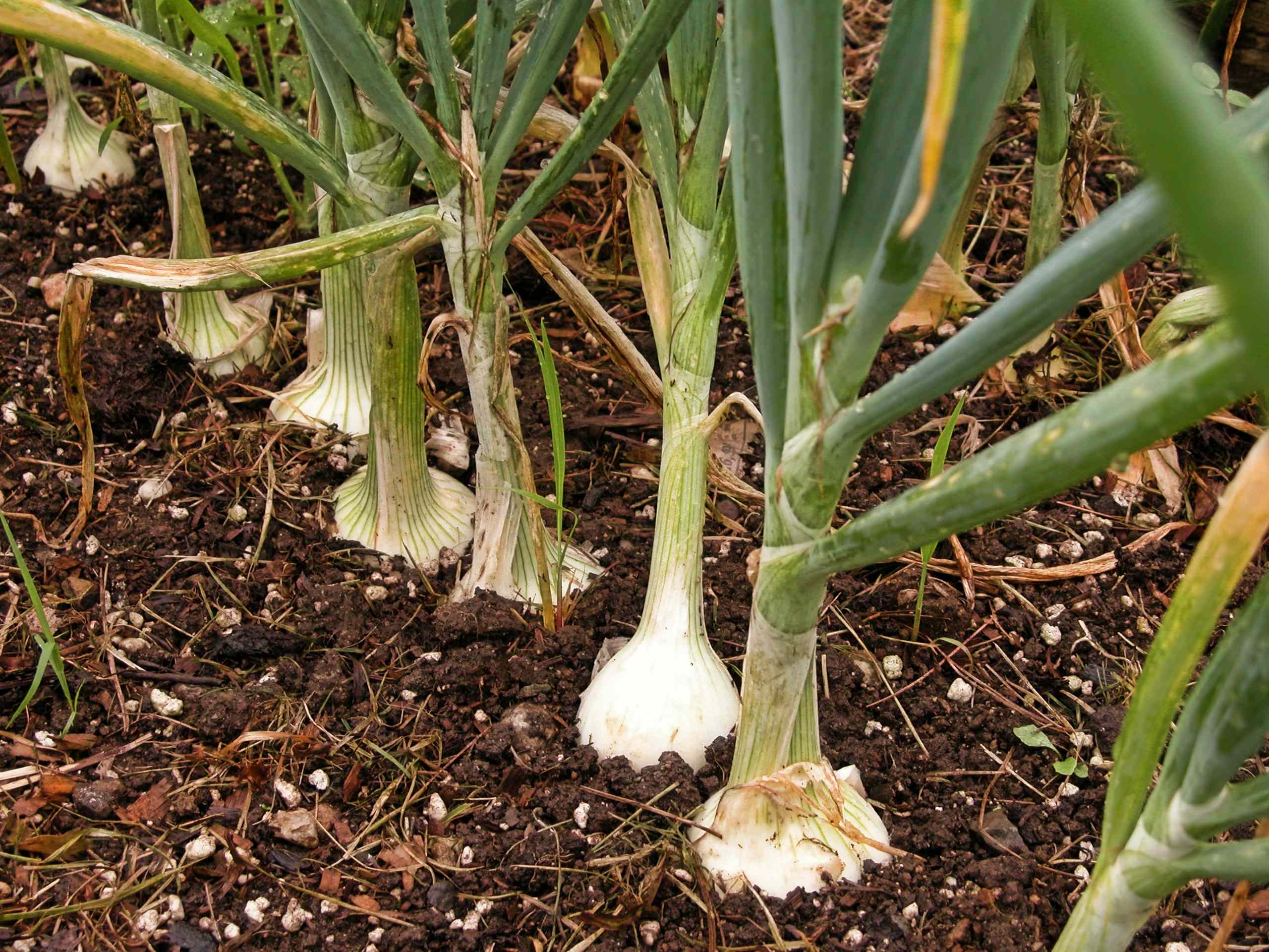 How long do onions take to grow? A garden pro explains the timeline and ...