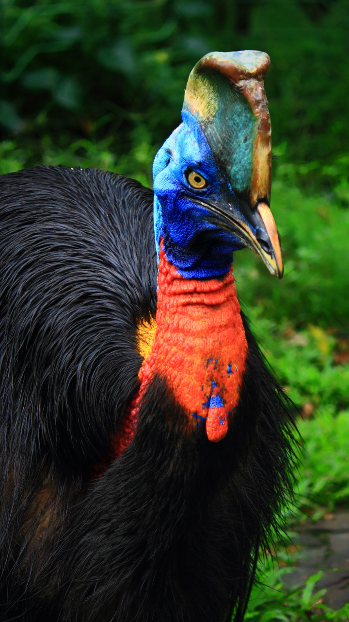 From snakes to sharks: 10 ancient animals that still exist