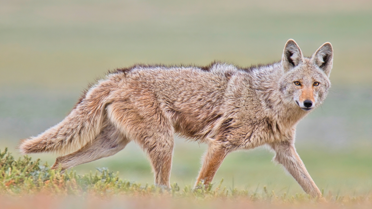 What Actually Keeps Coyotes Away (And What Doesn’t)