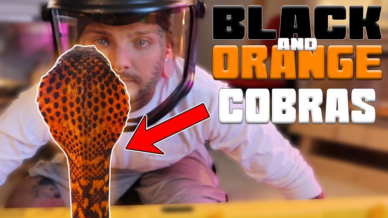 These Cobras Look Unreal – Black and Orange Color Morphs