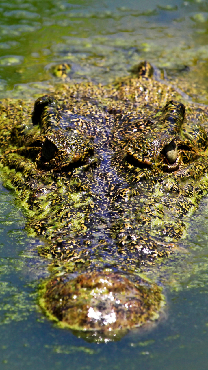 From snakes to sharks: 10 ancient animals that still exist
