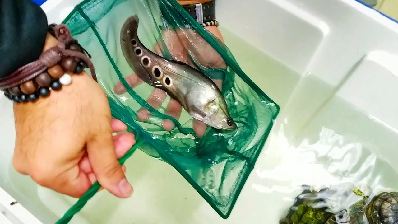 DIY Mini Aquarium for Aggressive Little Predators