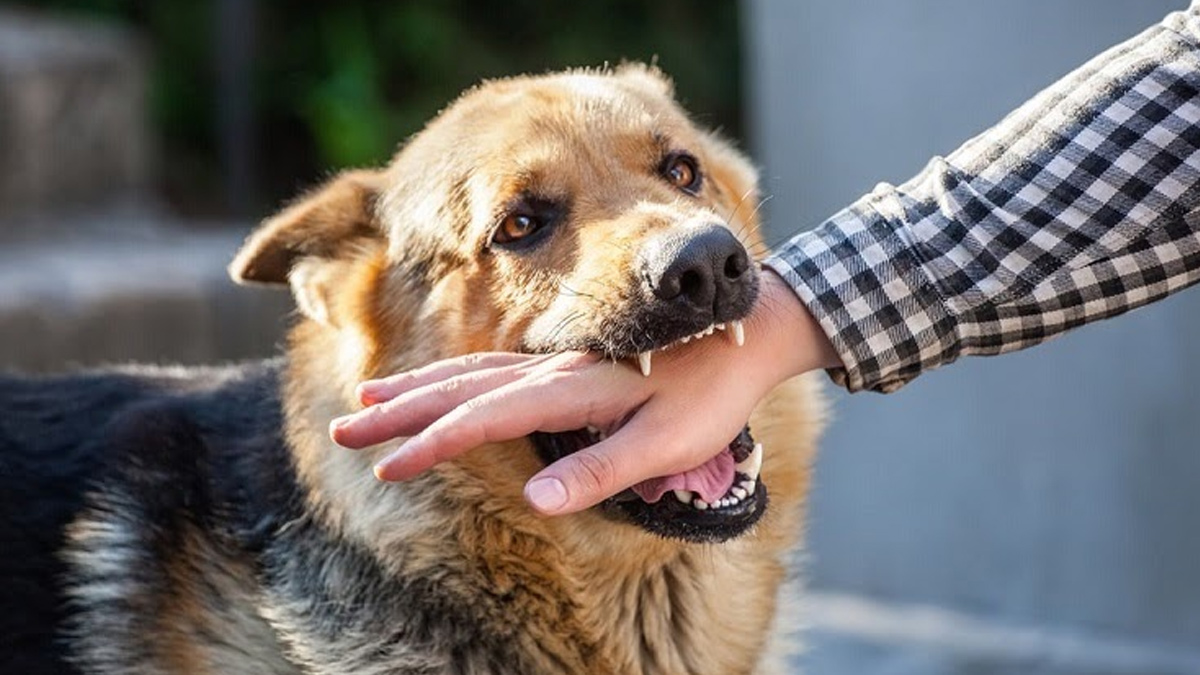 At 22, Kabaddi Player Brijesh Solanki Dies Due to Rabies After Rescuing ...