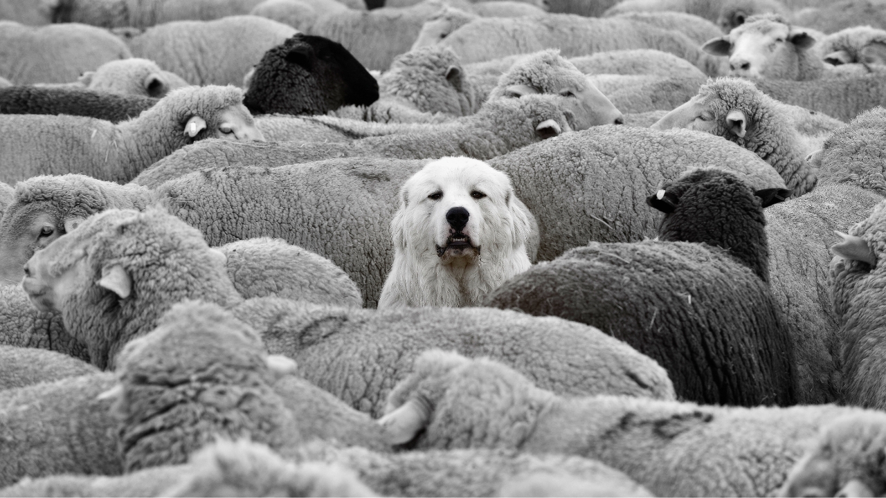 The Best Livestock Guardian Animals