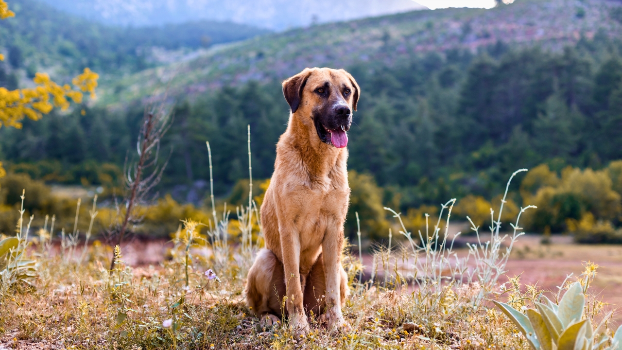 The Best Livestock Guardian Animals