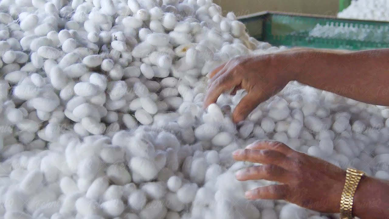 How Farmers Harvest Billions Of Silkworms For Silk Every Year