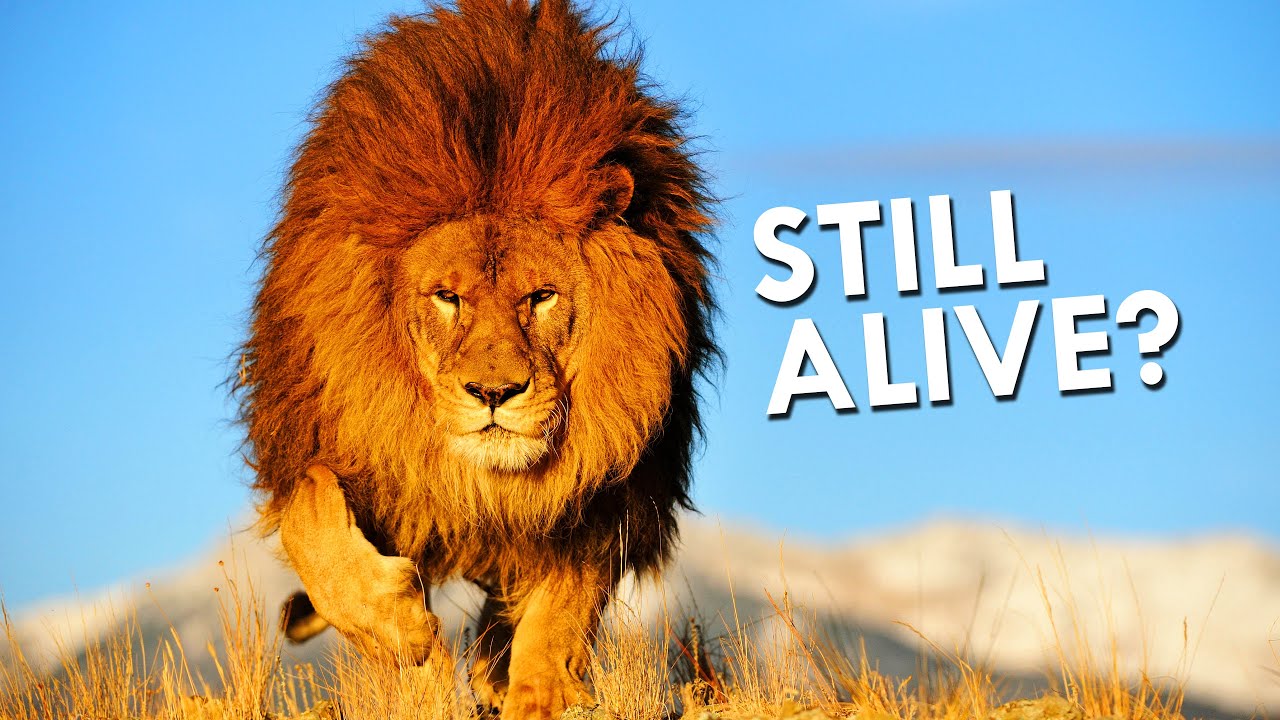 The Barbary Lion Mystery – Is It Really Extinct?