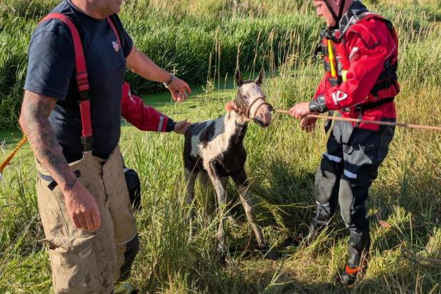 Eight-week-old foal rescued after falling into river on south Essex ...