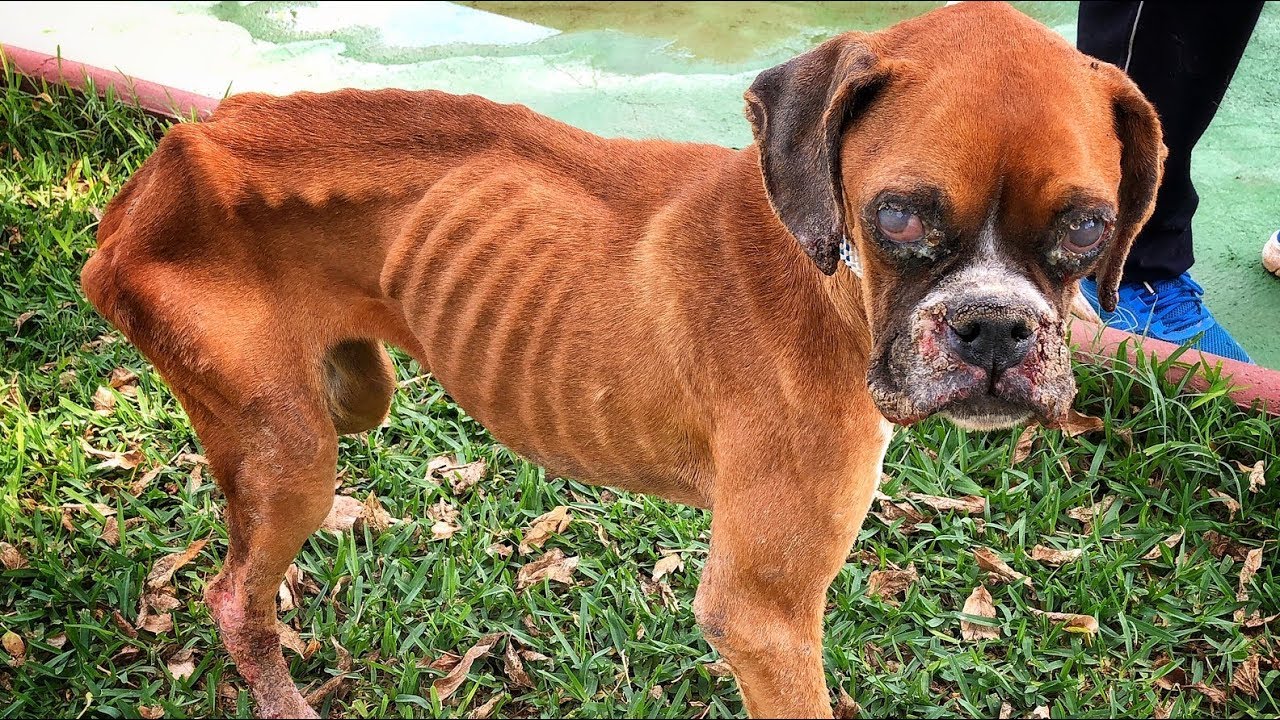 Seconds from Death: Emaciated Dog Rescued Just in Time