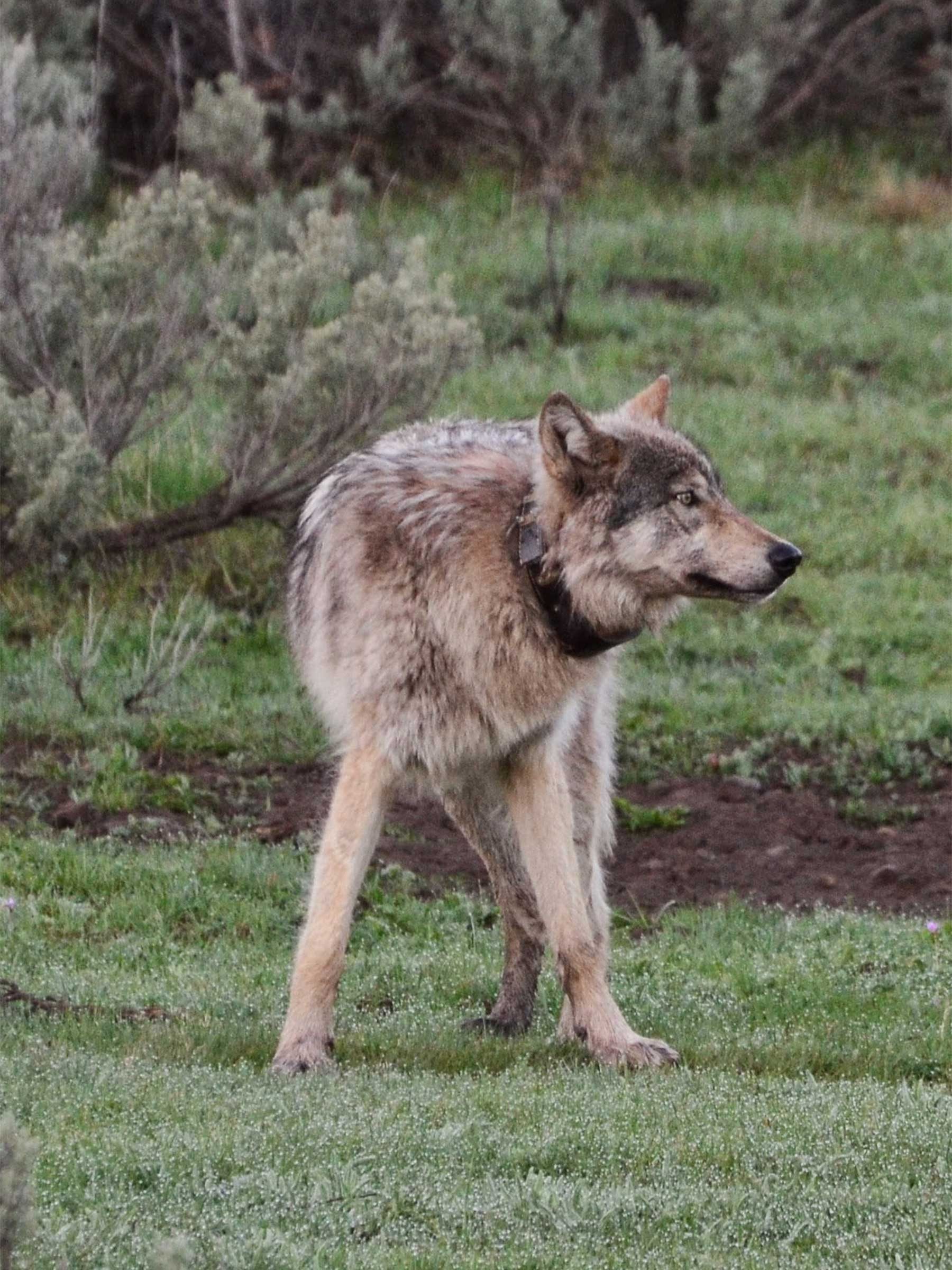 20 Amazing Wildlife Photos in Yellowstone National Park