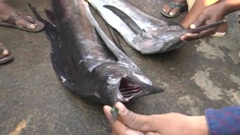 Kommu Konam Fish: అమ్మో.. కొమ్ముకోనాం – తేడా వస్తే తీస్తుంది ప్రాణం..