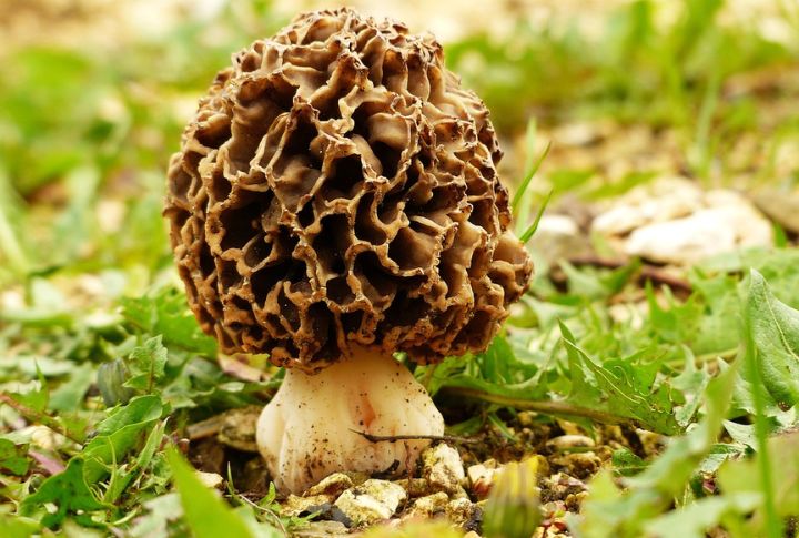 10 Tips To Grow Morel Mushrooms At Home Like A Pro