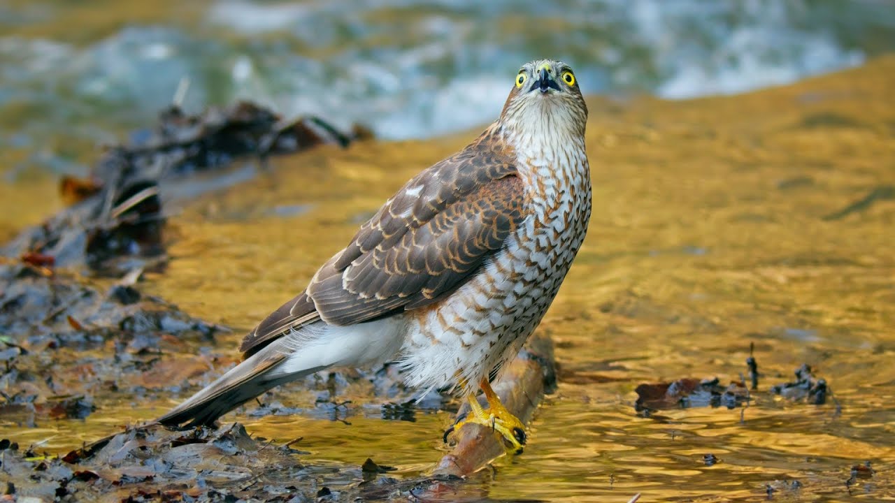 Cómo beben las aves de presa ~ Gavilán Eurasiático en el río 🦅💧